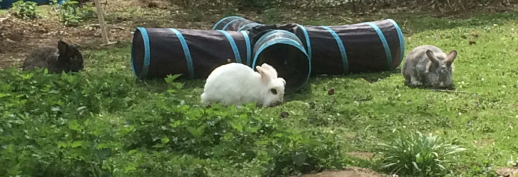 Testing Spring Boot Apps With Rabbitmq Using Testcontainers